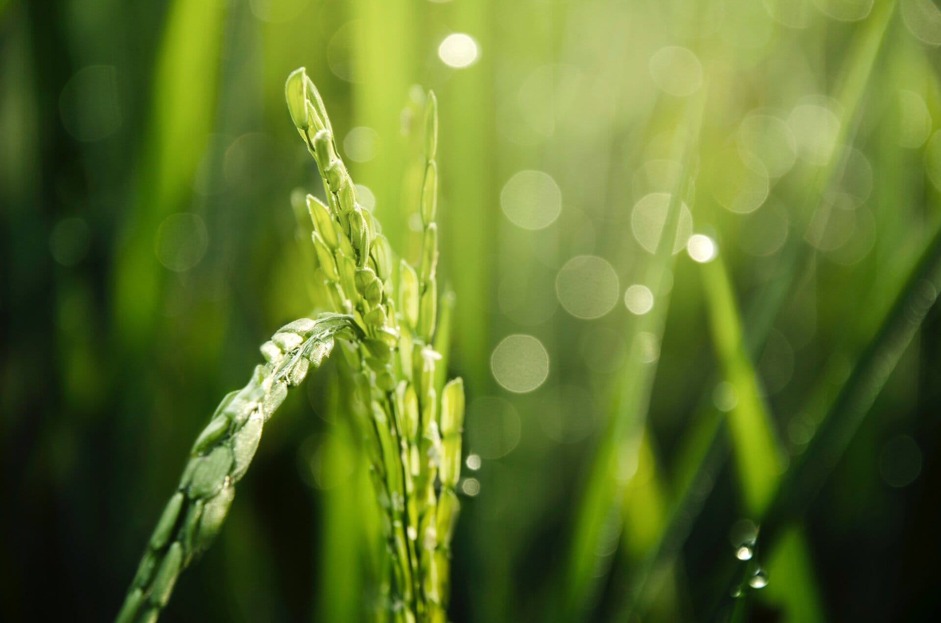 Fertilizers Europe comments on EU Fertilizing Products Regulation ...